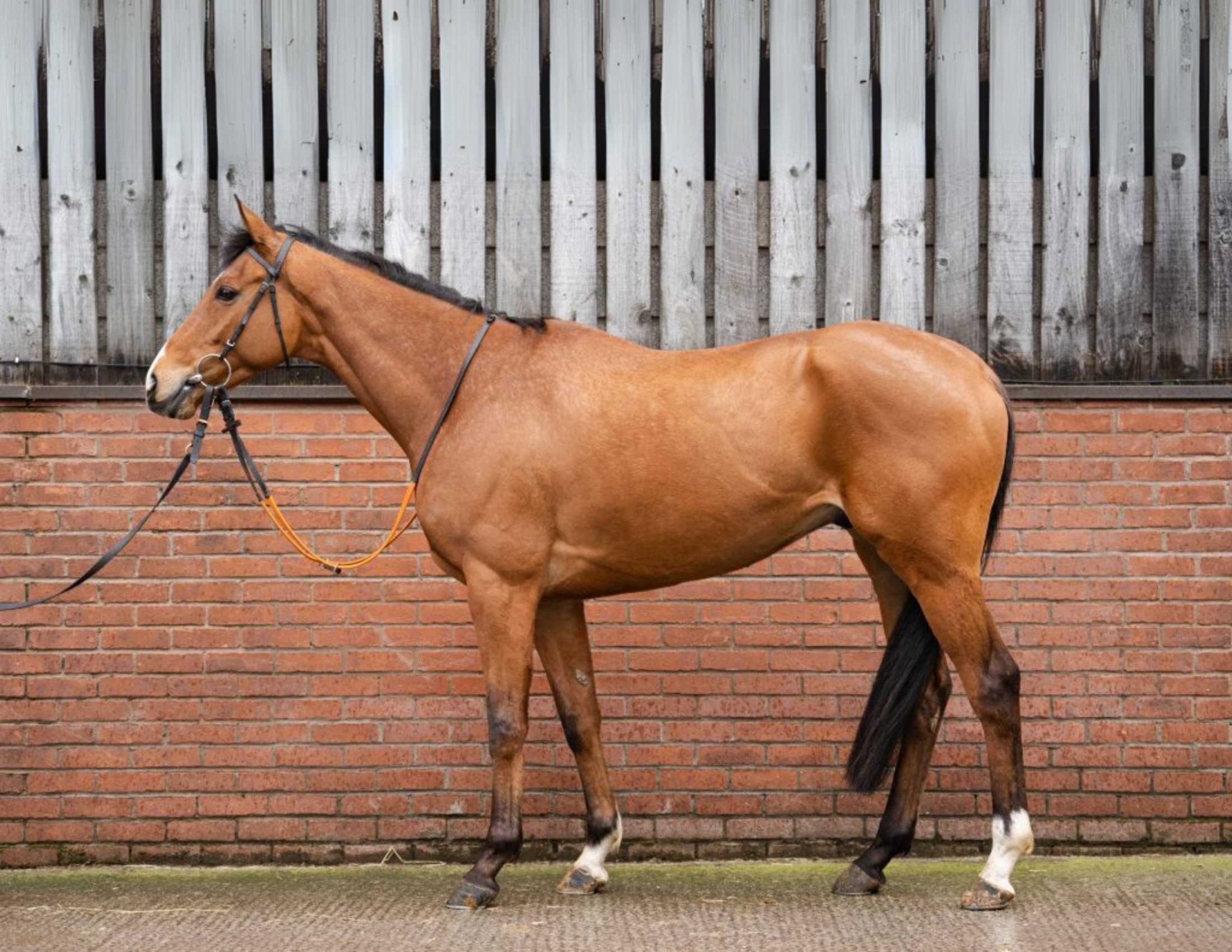 Our Horses | Greenall Guerriero Racing