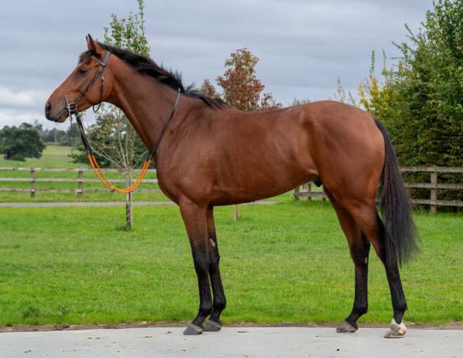 Our Horses | Greenall Guerriero Racing