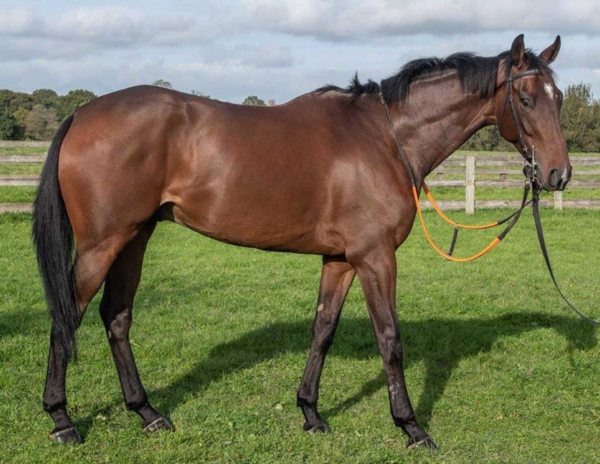 Our Horses | Greenall Guerriero Racing