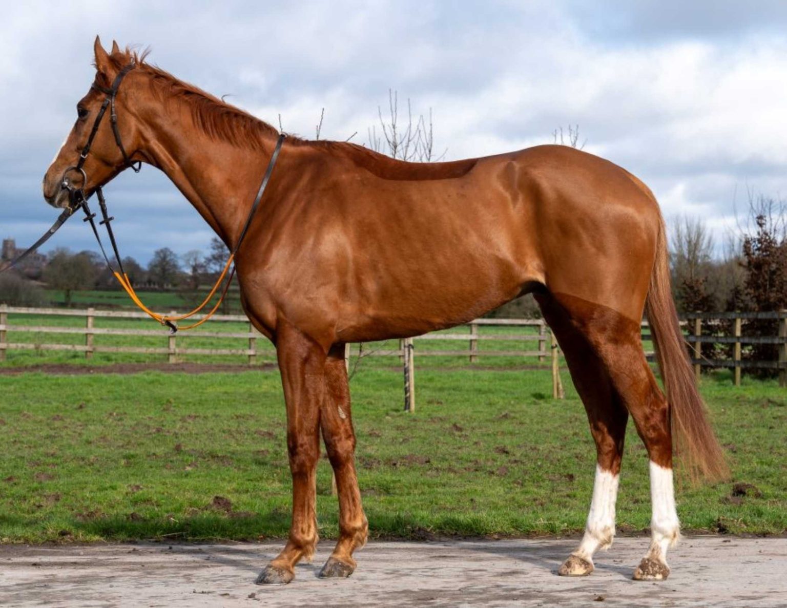 Our Horses | Greenall Guerriero Racing